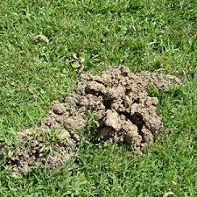 Talpirid Mole Control Worms | Nebraska Turf Products